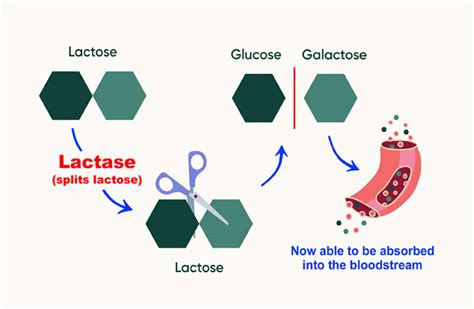 Lactase The Enzyme That Provides Relief For Most People With Lactose
