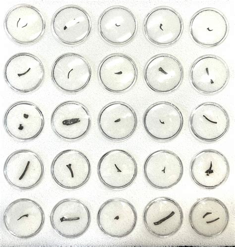 Clearance Lot 25 Mixed Permian Reptile Fossils Oklahoma 224747