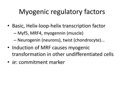 Ppt Molecular Myogenic Program Powerpoint Presentation Free Download Id 3415679