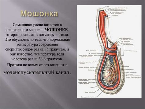 Часть 1 Физиология желез внутренней секреции Часть 2 Половая система