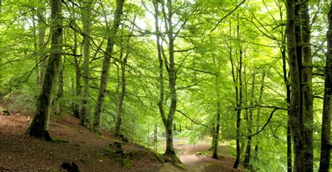 Tree Preservation Orders Bowling Co Solicitors