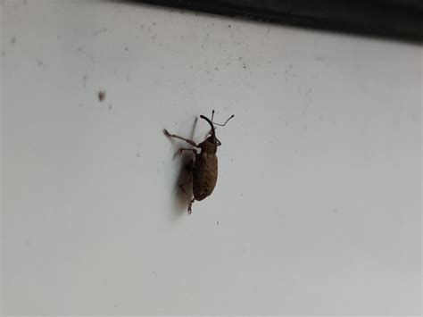 I Am Proud To Share My Very First Weeviltime Experience Rweeviltime
