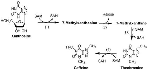 The “core Pathway” Of Caffeine Biosynthesis In Plants Enzymes 1
