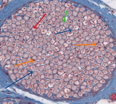 Diagram Of Peripheral Nerve Quizlet