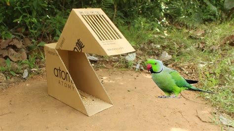 Creative Parrot Trap Technique Easy Bird Trap Using Cardboard Box YouTube
