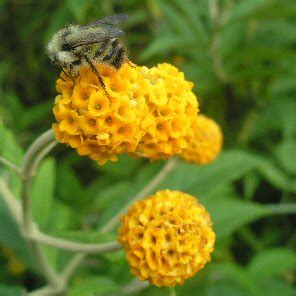 Buddleja Globosa Seeds Orange Ball Butterfly Bush Twining Vine Garden