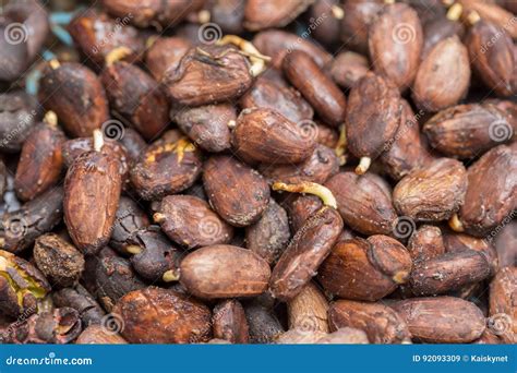 Cocoa Seed Sprouting Background Stock Image Image Of Seedling Cocoa