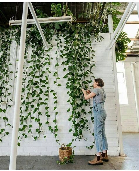 9 Plantas De Interior Resistentes Para La Decoración De Tu Casa