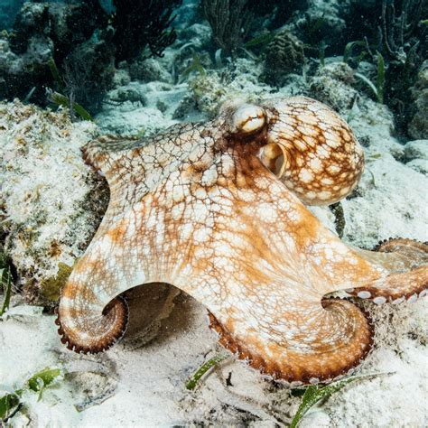 All About The Caribbean Reef Octopus Octopus Dive School