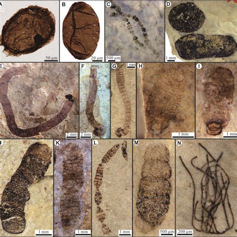 Representative Fossils From Meso Neoproterozoic Successions In The