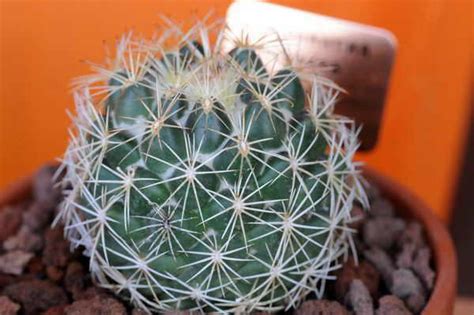 Plantas Medicinales Para El Tinnitus Botanical Online