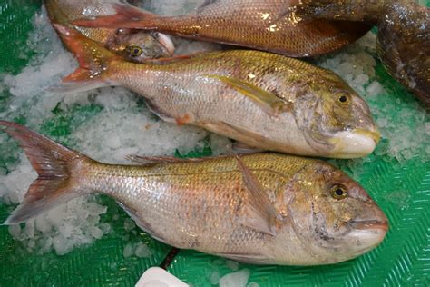 【海風物語】番外篇‧延繩釣嘉鱲魚漁人：俞泊源 環境資訊中心