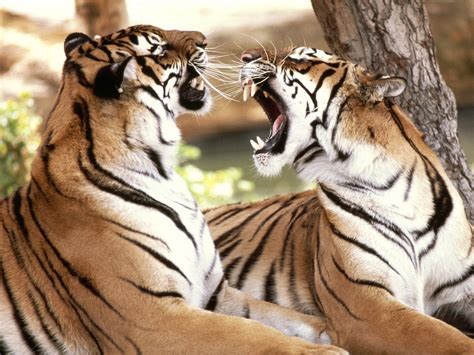 Wallpaper Animals Tiger Wildlife Big Cats Zoo Fauna Vertebrate