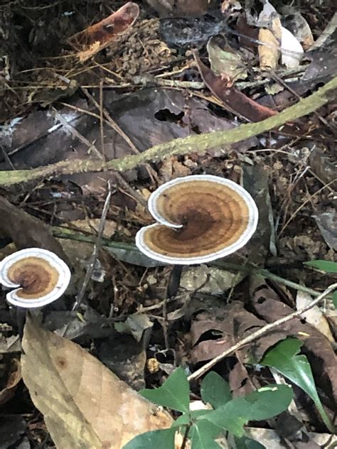 Id Request Ganoderma Sp Mushroom Hunting And Identification