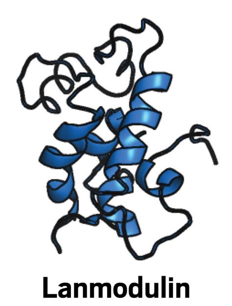 Natural Protein Captures Rare Earth Elements Better Than Synthetic
