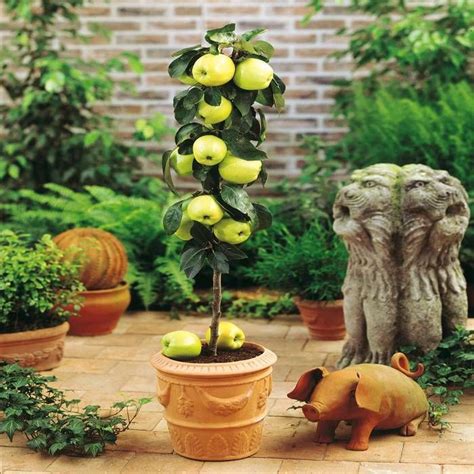 13 Unconventional Dwarf Trees For Indoor Gardening