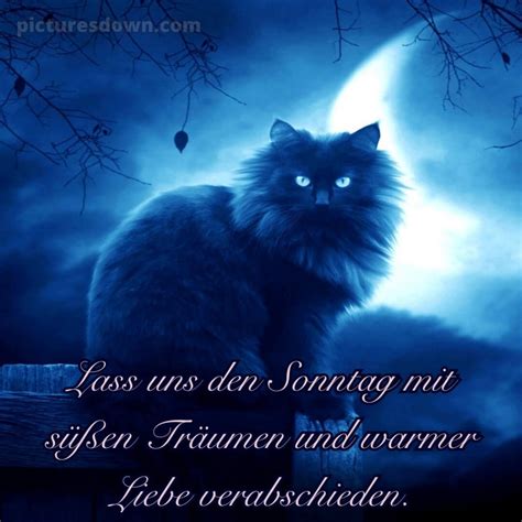 Sonntag Guten Abend Gute Nacht Bilder Kostenlos Schwarze Katze