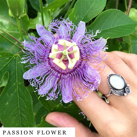 Passion Flower Herb Tea Benefits Best Flower Site