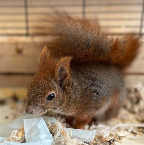 Центр порятунку диких тварин запрошує жителів Київщини стати опікунами звірів Вечірній Київ
