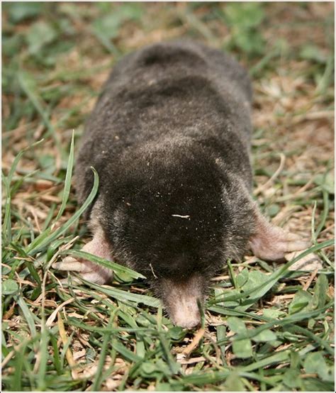 Moles