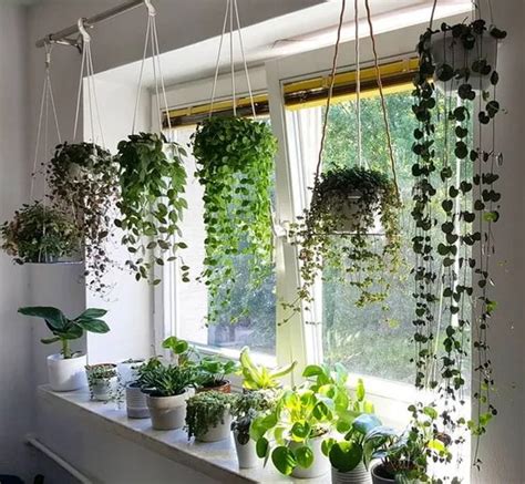 Dinheiro Em Penca Características Como Plantar Cuidados Simbolismo