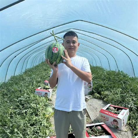 美都西瓜品种介绍有哪些？ 惠农网