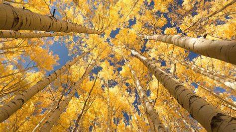 Utahs Trembling Giant Aspen Colony Is Dying And Humans May Be
