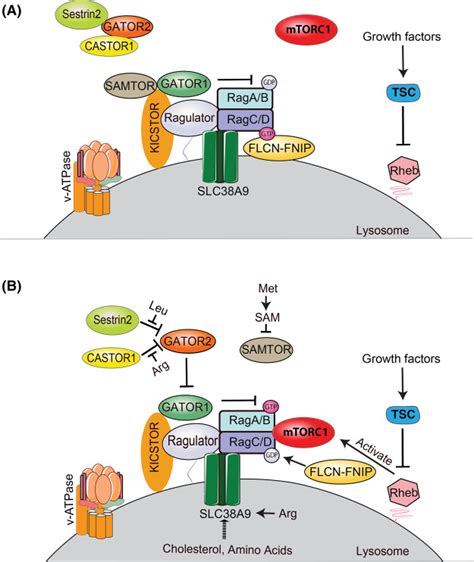 Regulation Of Mtorc1 By The Rag Gtpases Pmc
