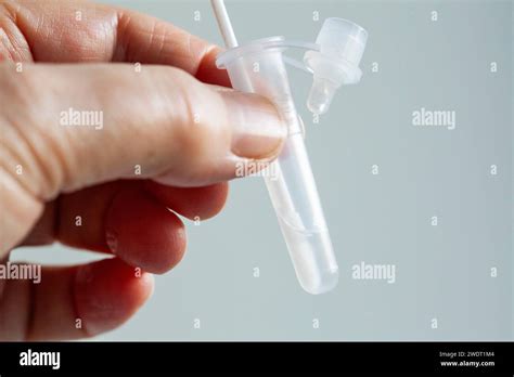 London Uk 22 January 2024 A Swab For A Covid Test In A Tube Of