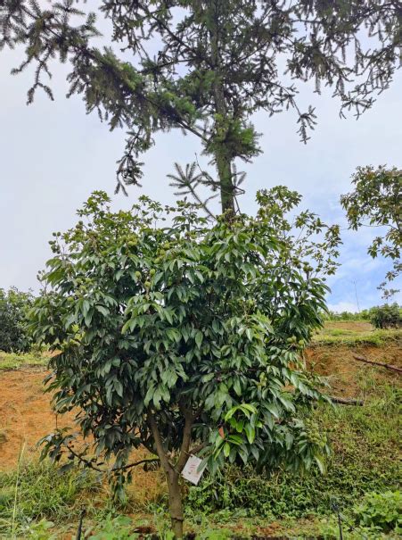 云南省林业和草原局督导红河州林木良种基地和保障性苗圃建设工作 云南省林业和草原局