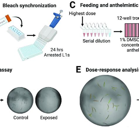 The High Throughput Phenotyping Assay Allows For Rapid Dose Response