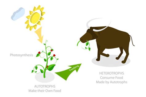 Heterotroph 이미지 찾아보기 1511 스톡 사진 벡터 및 비디오 Adobe Stock