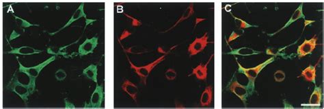 Expression Of Neuronal And Glial Markers In Cells Cultured From The