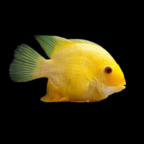 Golden Severum Cichlid Heros Efasciatus 5cm Sims Tropical Fish