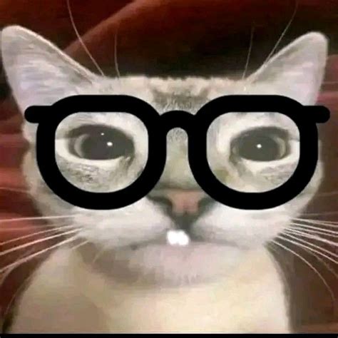 Pin De F Em Random Gatos Engraçados Fofos Memes De Gatos Gatinhos Fofos