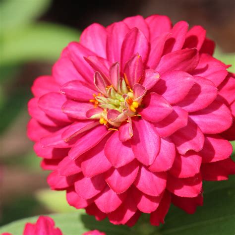 What Is The Difference Between An Annual A Perennial And A Biennial