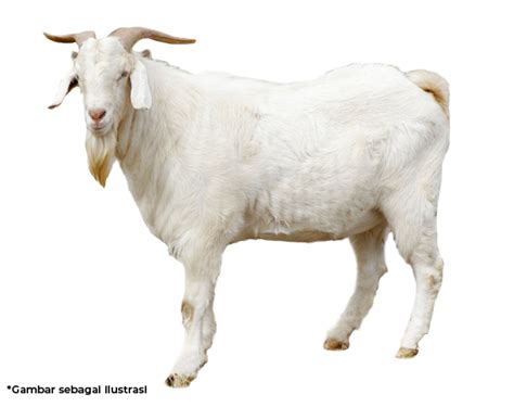 Detail Gambar Kambing Png Koleksi Nomer 6