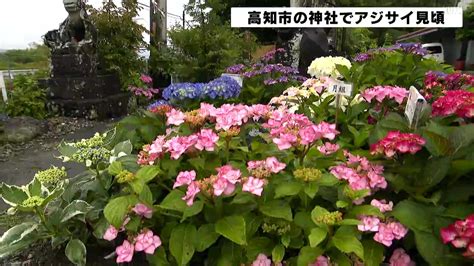 「心が洗われるような気がします」“アジサイ神社”として親しまれる六條八幡宮のアジサイ見頃 Tbs News Dig