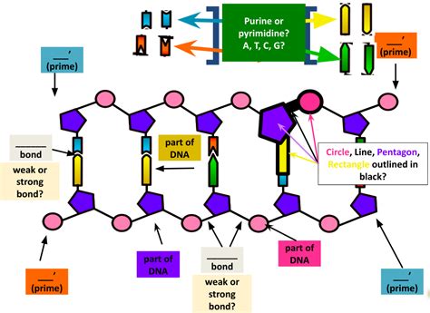 Dna Labeling Diagram Quizlet