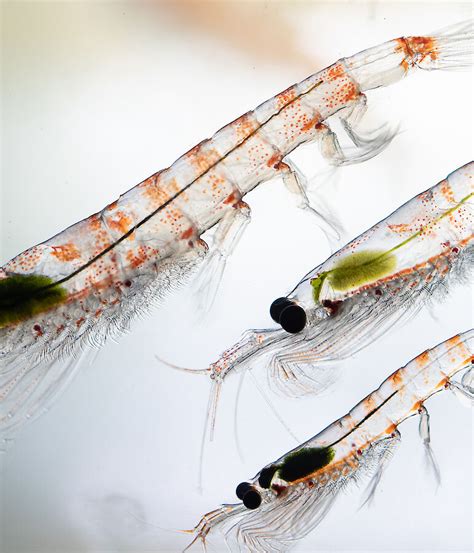 World Krill Day Australian Antarctic Program News 2023