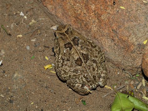 Bufo Regularis Sclerophrys Regularis Crapaud PanthÈre Dafrique
