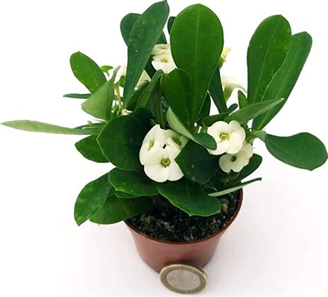 POWERS TO FLOWERS EUPHORBIA VULCANA BIANCA MICRO IDEALE PER TERRARIUM