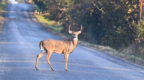 Year Round Daylight Saving Time Would Cut Deer Vehicle Crashes