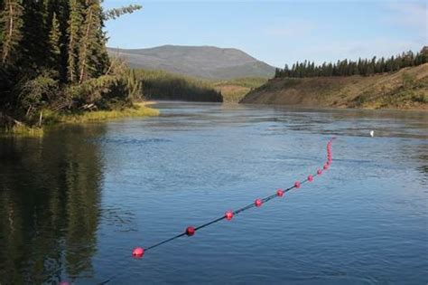 The Controversial Practice Of Gill Netting Spawning Salmon