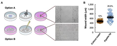 Scratch Wound Healing Assay