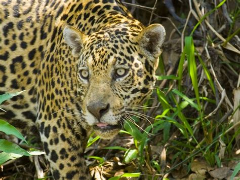 Jaguar Safaris In Brazils Southern Pantanal