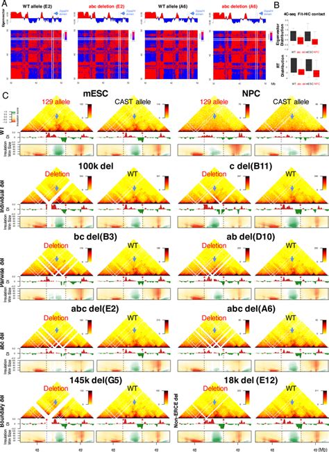Identifying Cis Elements For Spatiotemporal Control Of Mammalian Dna Replication Abstract