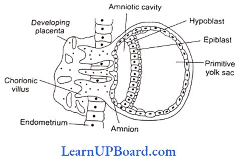 Neet Biology Human Reproduction Notes Learn Up Board