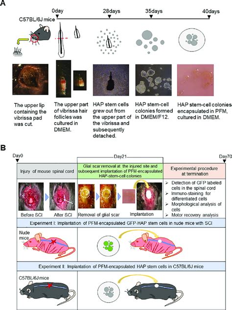 Experimental Flow Diagram A Procedure For Isolation Culture And Download Scientific Diagram