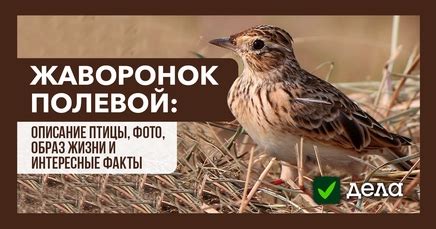 Жаворонок полевой: описание птицы, фото, образ жизни и интересные факты ...